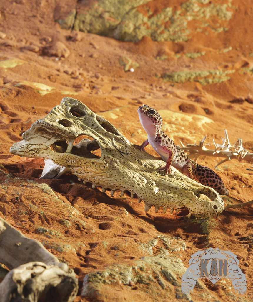 Exo terra - crocodile skull - Refugios | KanReptiles.com