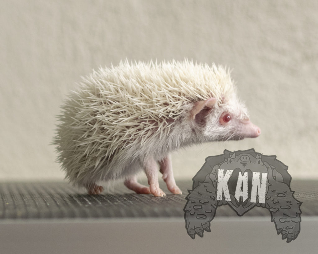 Erizo albino - Mascotas | KanReptiles.com