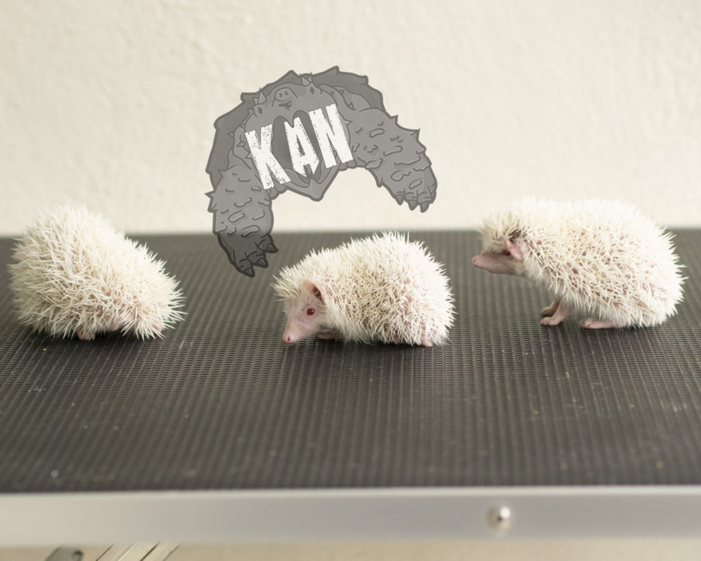 Erizo albino - Mascotas | KanReptiles.com