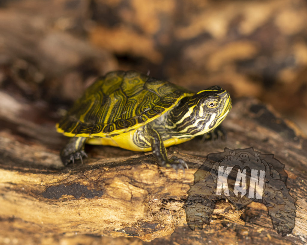 Yellow Belly slider - Mascotas | KanReptiles.com