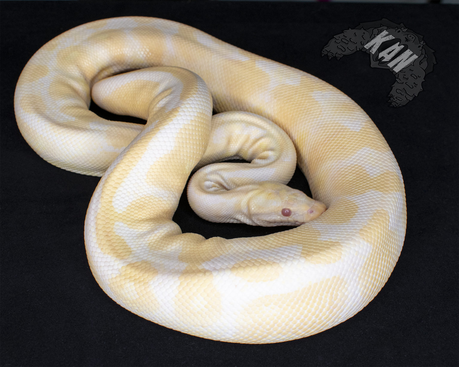 Pitón bola albina - Mascotas | KanReptiles.com