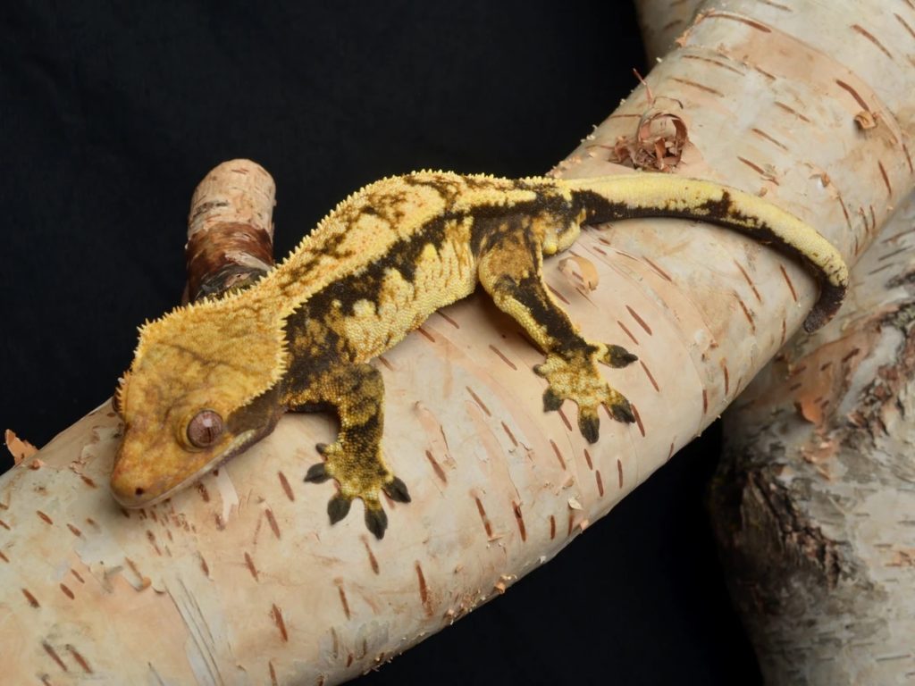 Gecko crestado - Mascotas | KanReptiles.com
