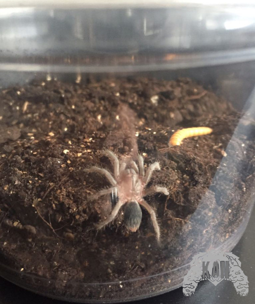 Tarantula zebra - Mascotas | KanReptiles.com