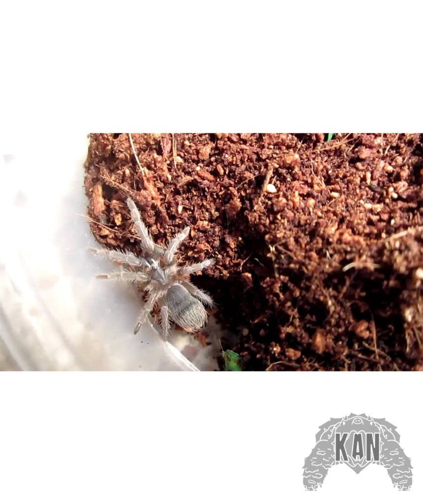 Tarantula zebra - Mascotas | KanReptiles.com