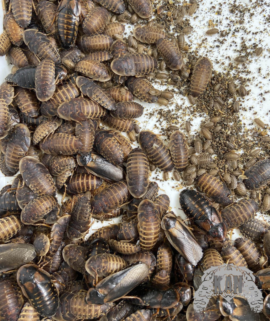Cucarachas dubia - Alimento vivo | KanReptiles.com