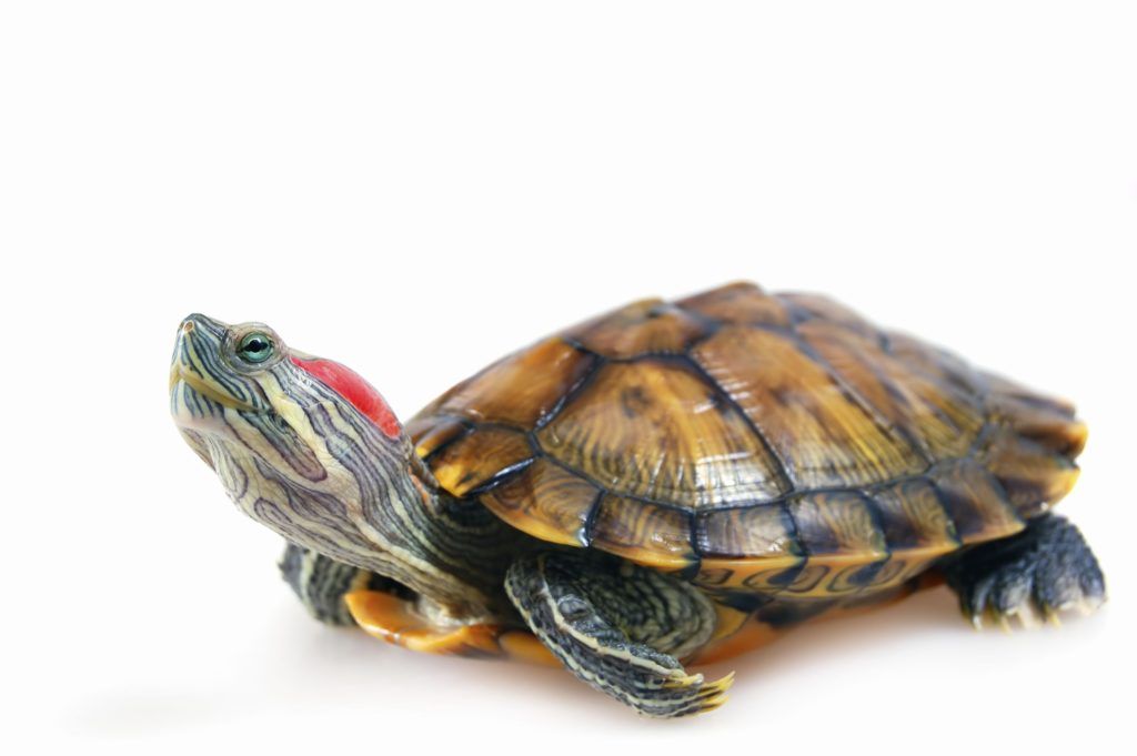 Tortuga orejas rojas - Mascotas | KanReptiles.com